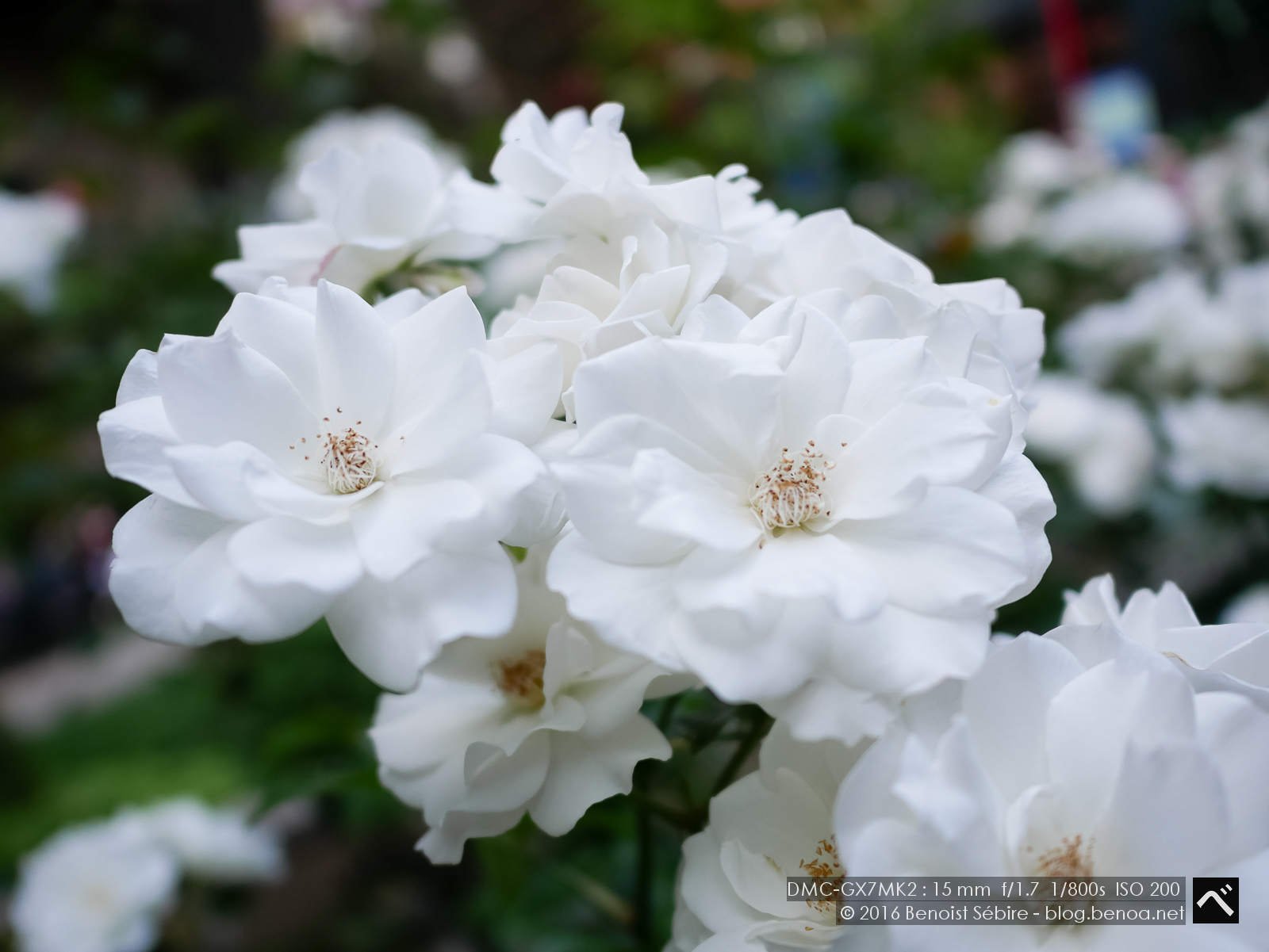 GX85 Samples - Benoa in Japan