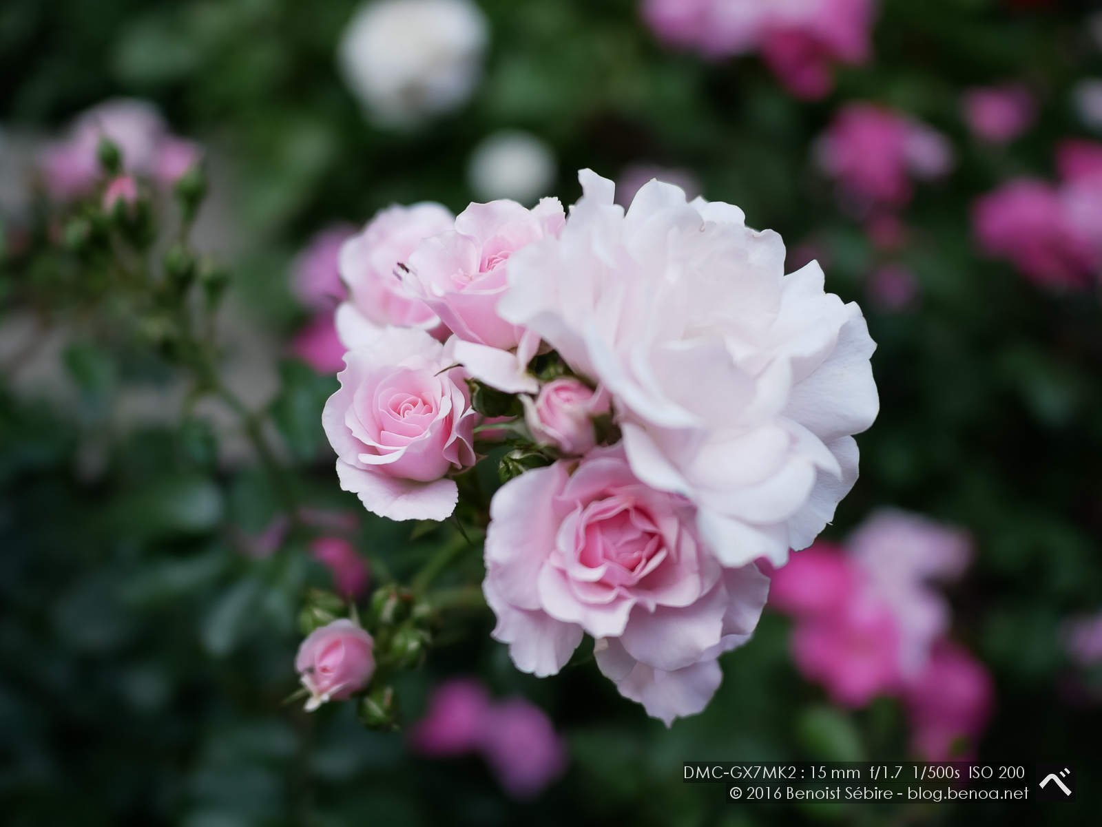 GX85 Samples - Benoa in Japan